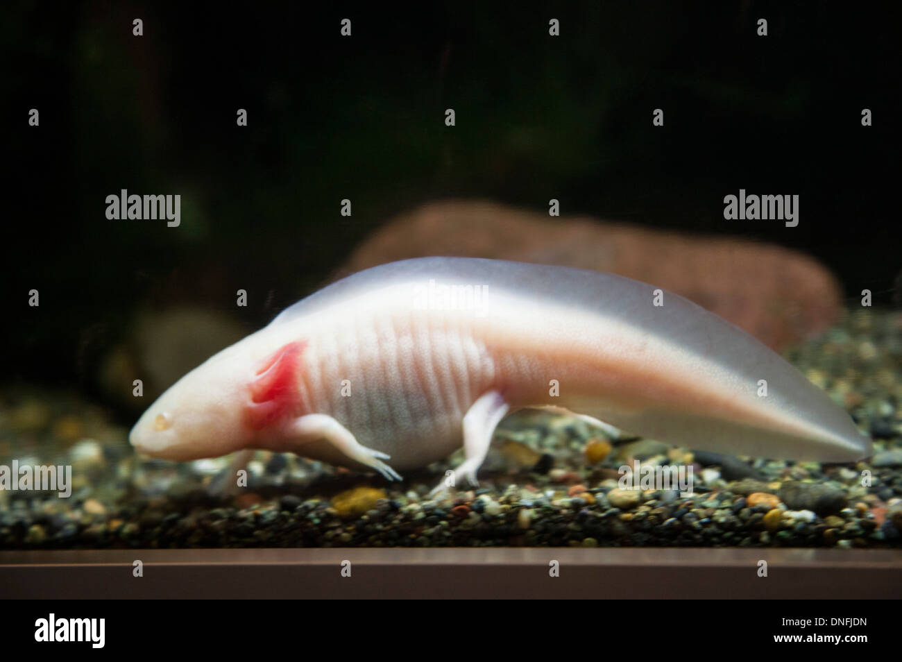 Hokkaido, Japan, Asia, Sea Life, Animal, Salamander Stock Photo - Alamy