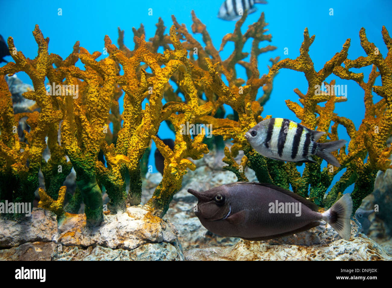Hokkaido, Japan, Asia, Sea Life, Animal, Coral Stock Photo - Alamy