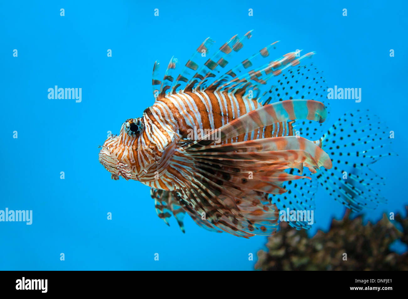 Hokkaido, Japan, Asia, Sea Life, Animal, Lionfish Stock Photo - Alamy