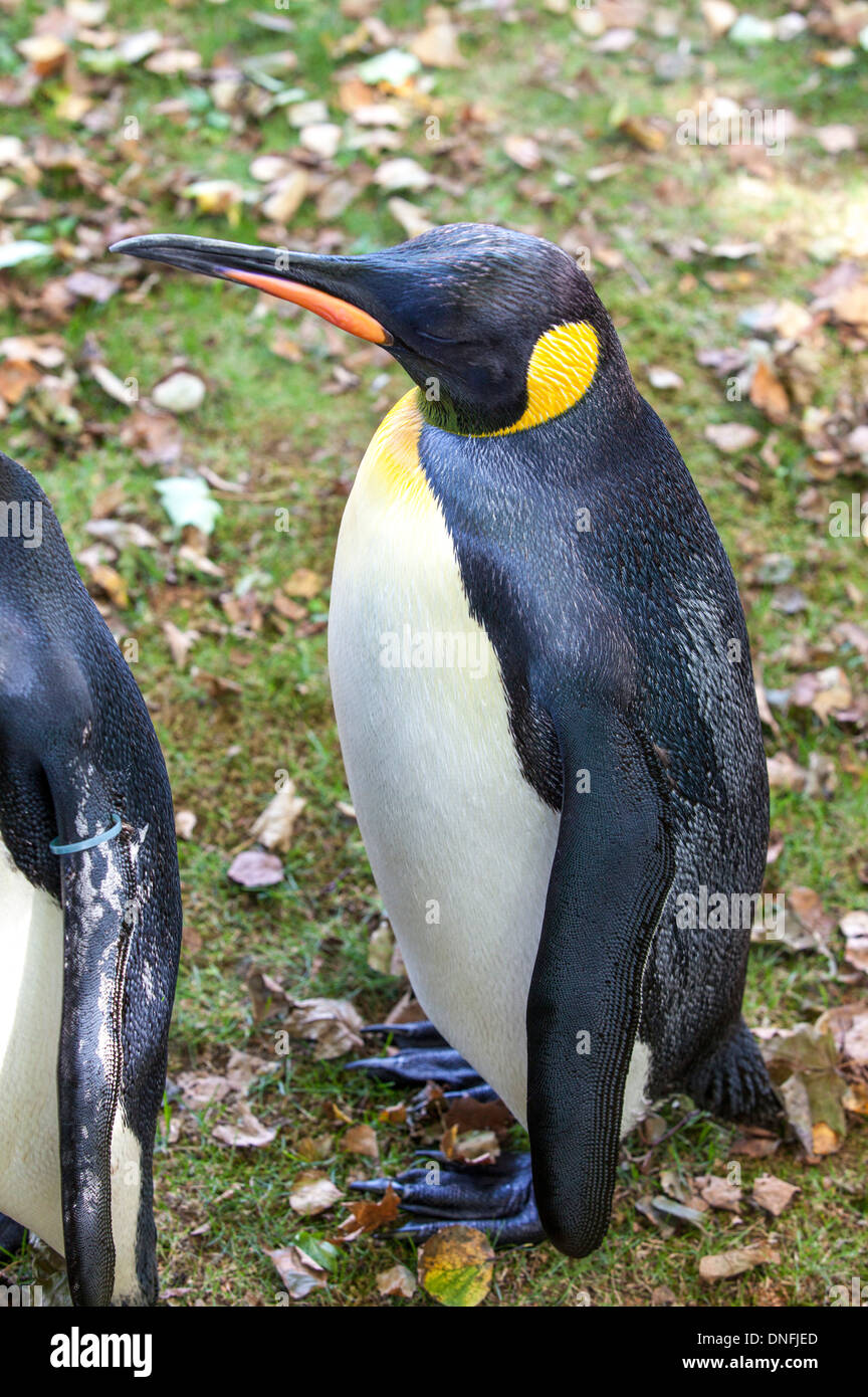 Hokkaido, Japan, Asia, Sea Life, Animal, Penguin Stock Photo - Alamy
