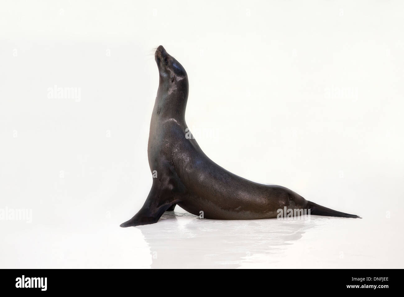 Hokkaido, Japan, Asia, Sea Life, Animal, Sea Lion Stock Photo - Alamy