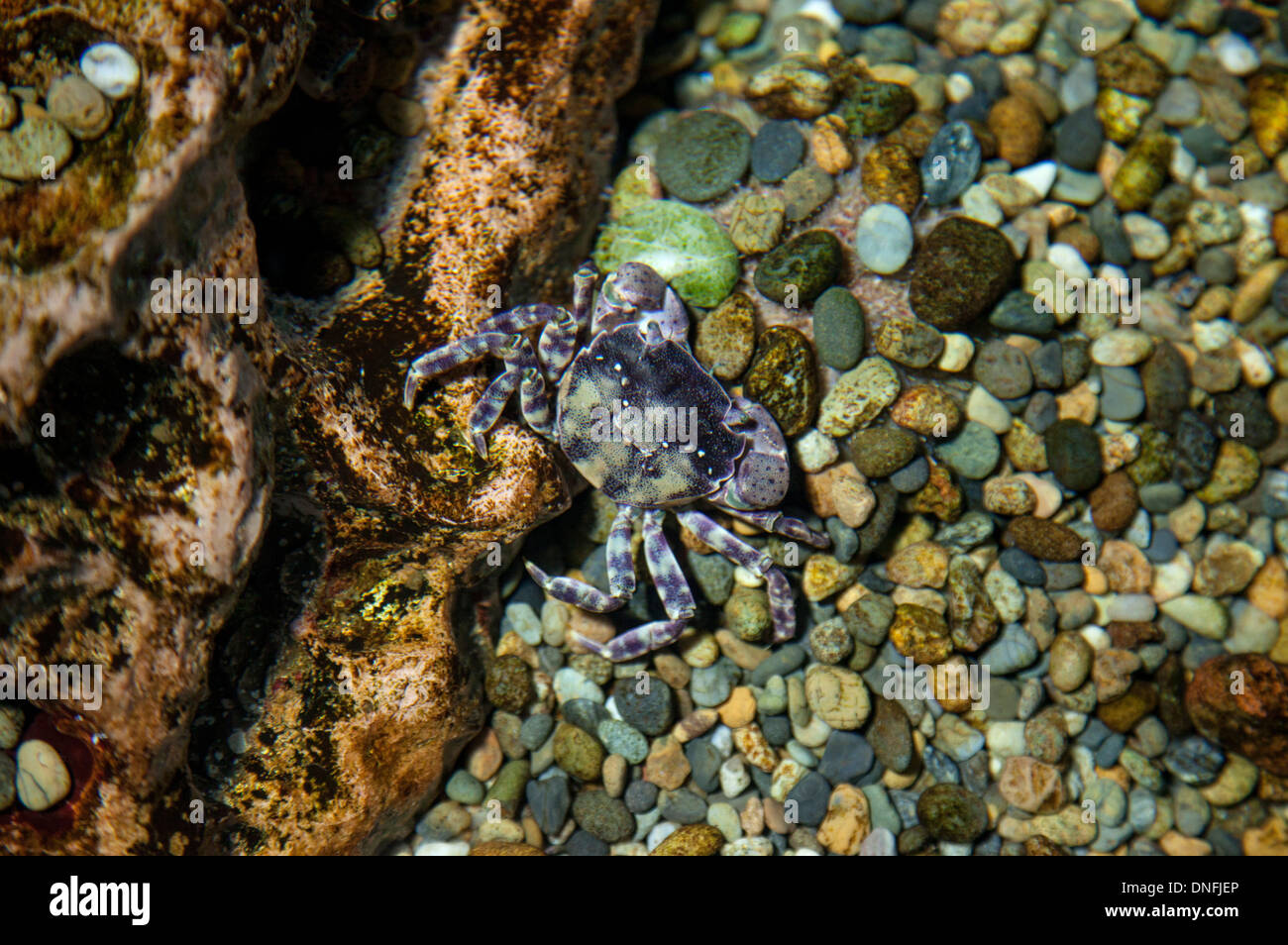 Hokkaido, Japan, Asia, Sea Life, Animal, Crab Stock Photo - Alamy