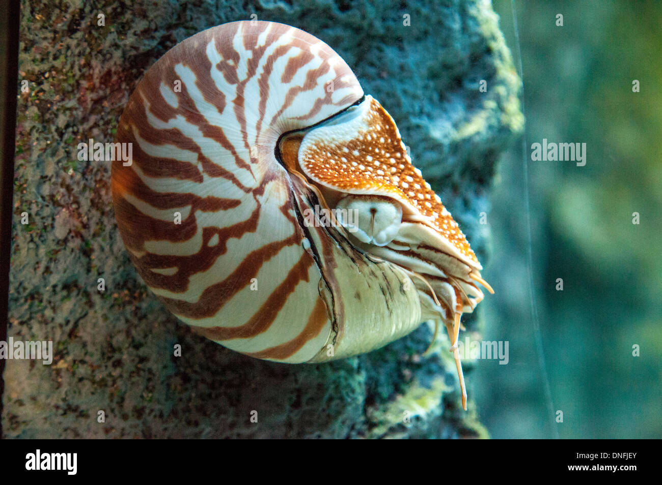 Pet Nautilus