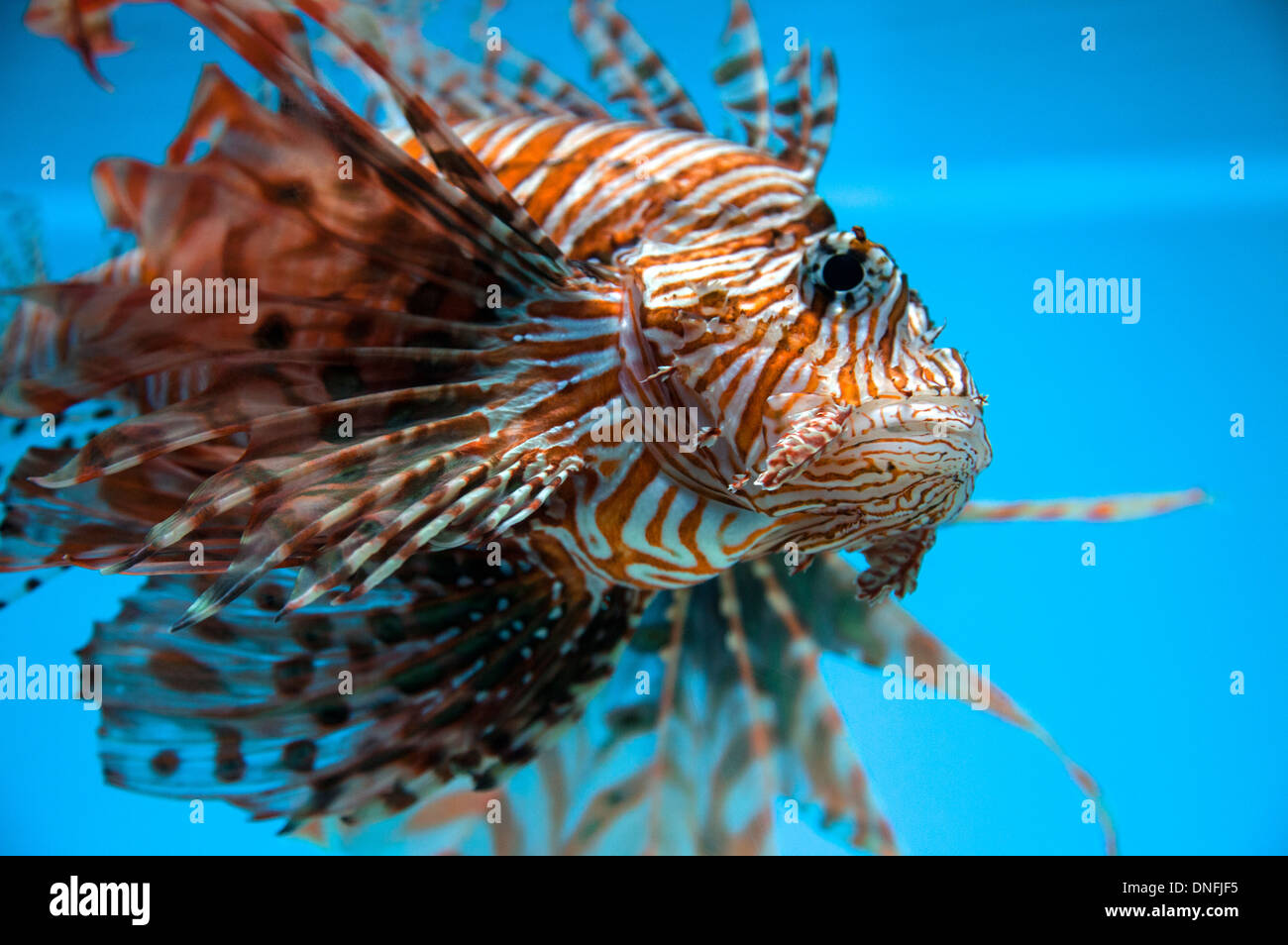 Image of lionfish swimming hi-res stock photography and images - Alamy