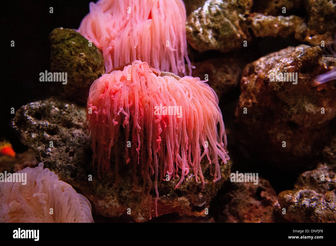 Anemone japan hi-res stock photography and images - Alamy