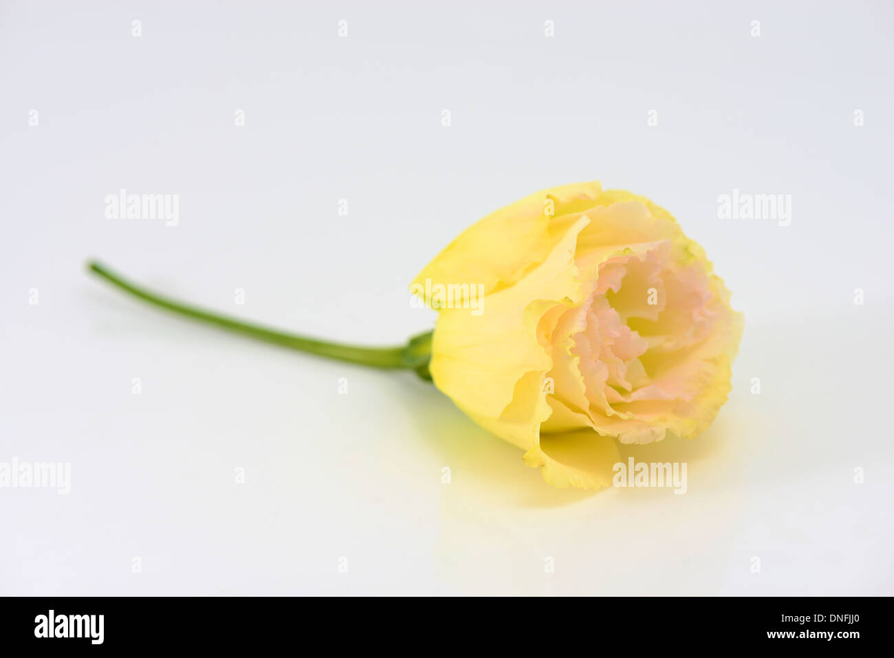 Lysianthus hi-res stock photography and images - Alamy