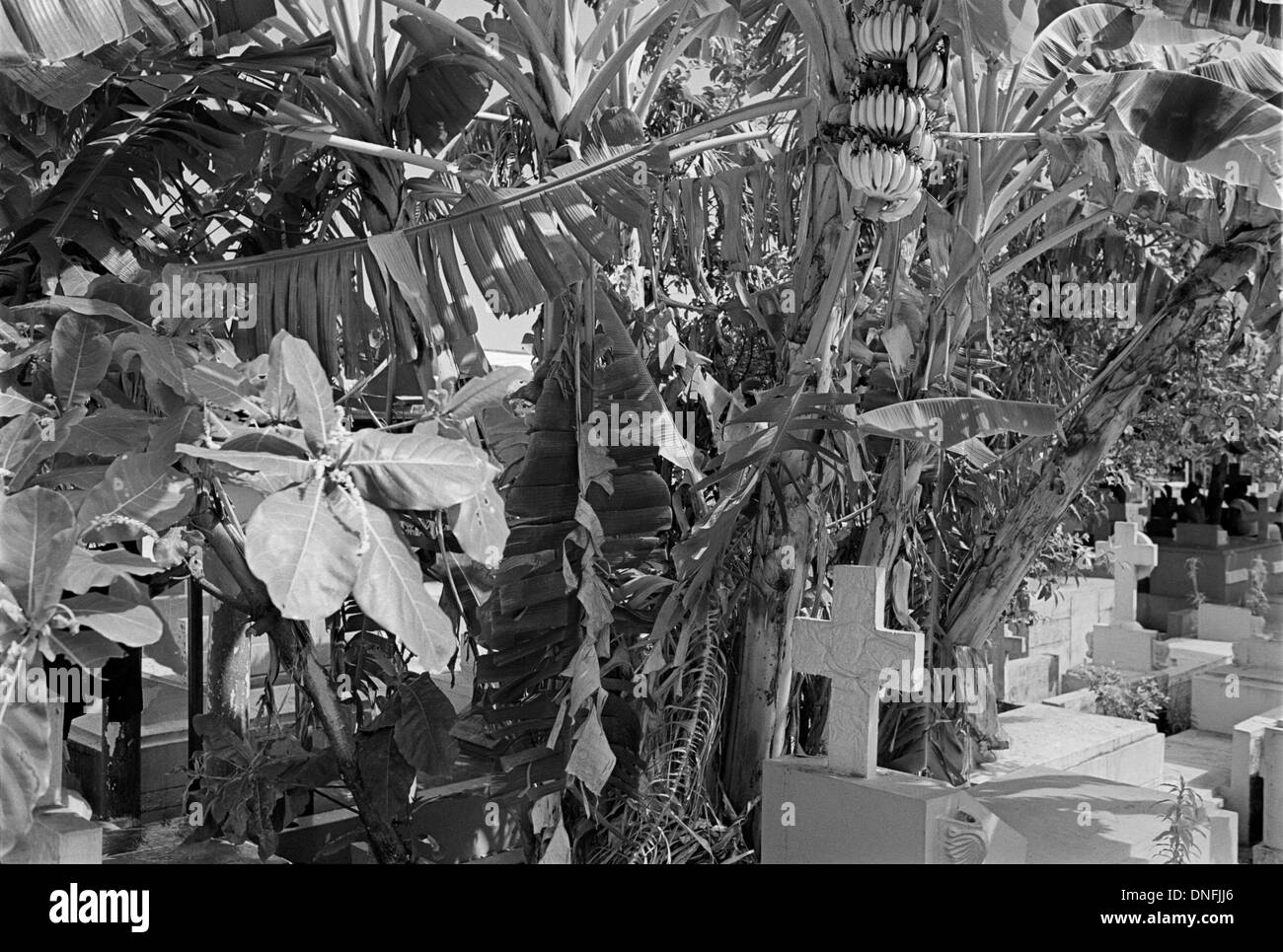 Manila; Philippines: Tombs in Manila North Cemetery Stock Photo - Alamy