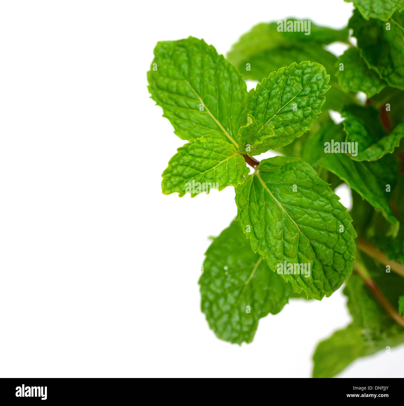 mint leaf isolated on white Stock Photo - Alamy