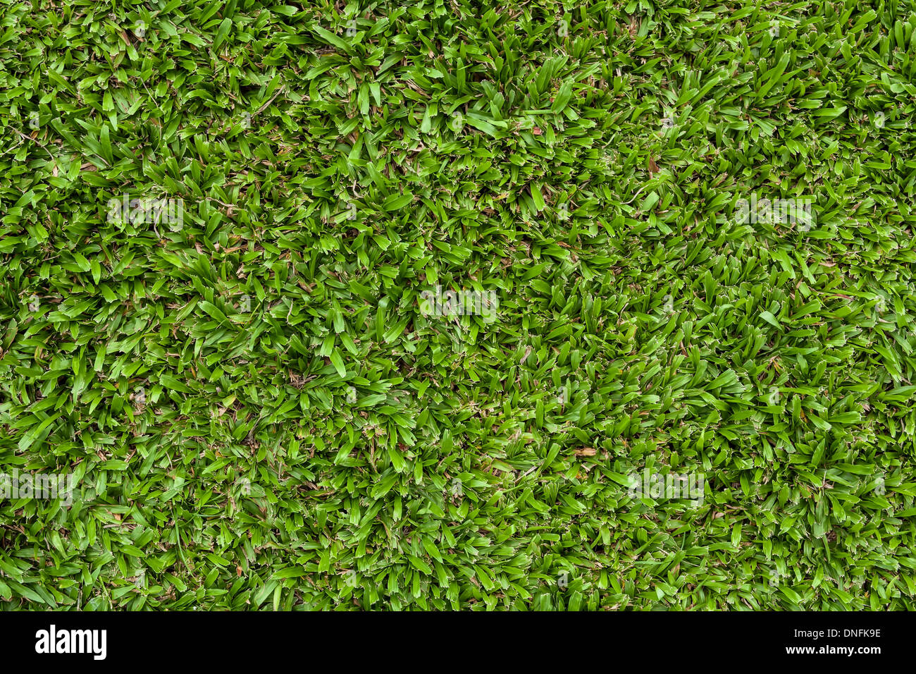 Simple green grassy background hi-res stock photography and images - Alamy
