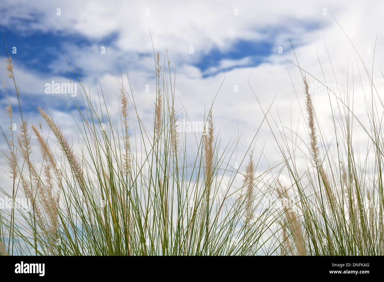 Grass flowers field with blue sky Stock Photo - Alamy