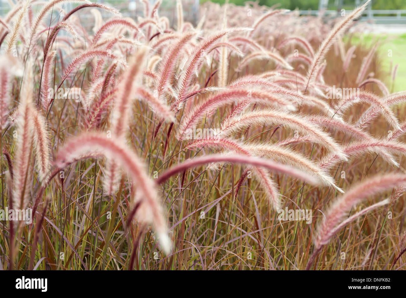 Beautiful grass flower field background Stock Photo - Alamy