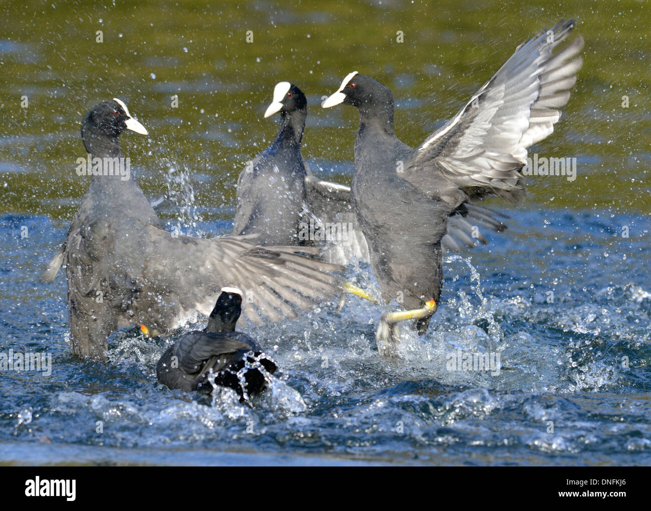Birds of british rivers and ponds hi-res stock photography and images ...