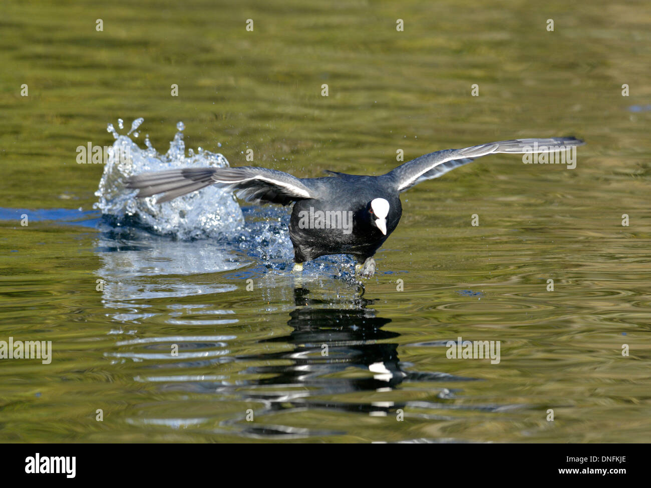 Coot in flight hi-res stock photography and images - Alamy