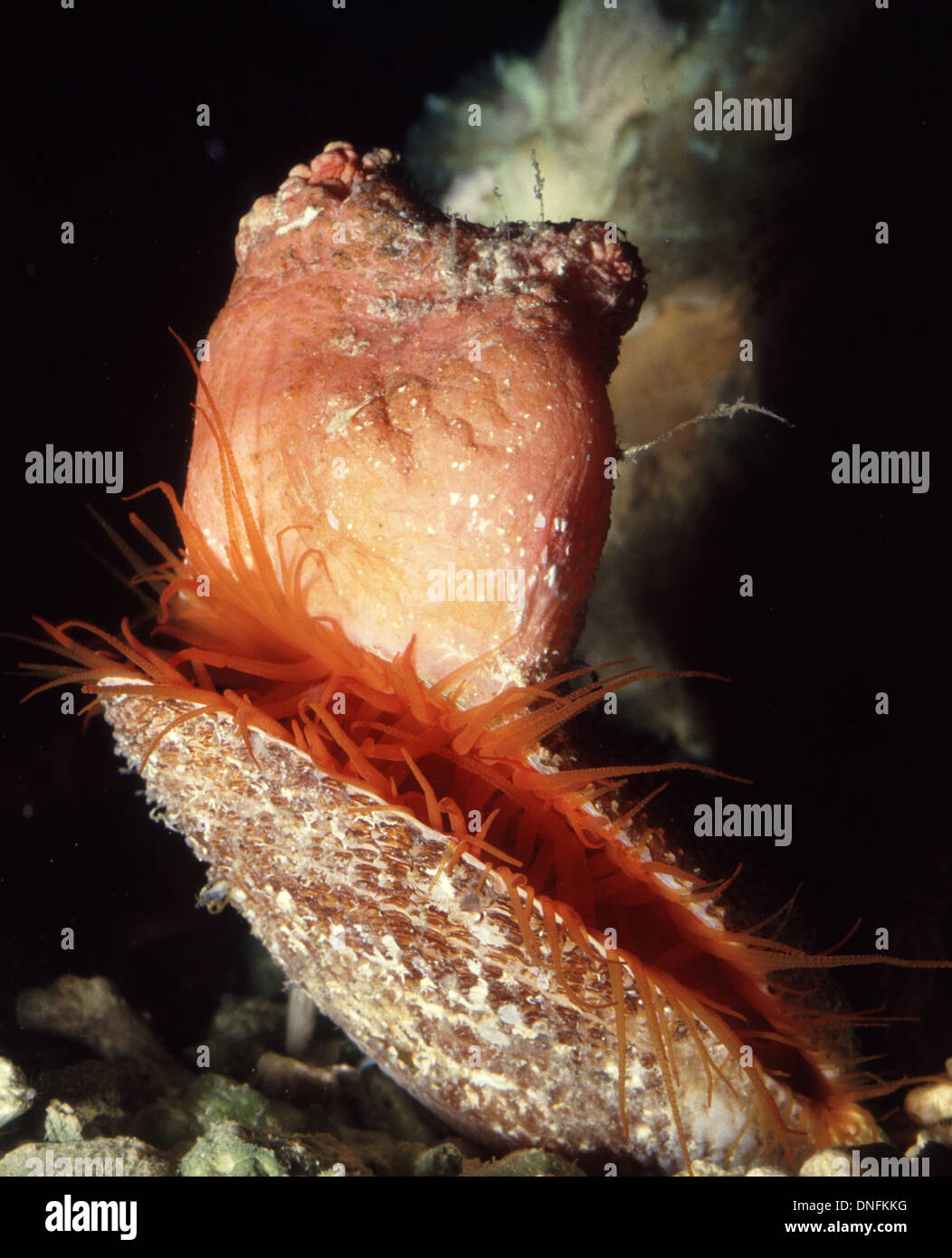 Flame scallop or Rough fireclam (Pteroides scaber) with commensal ...