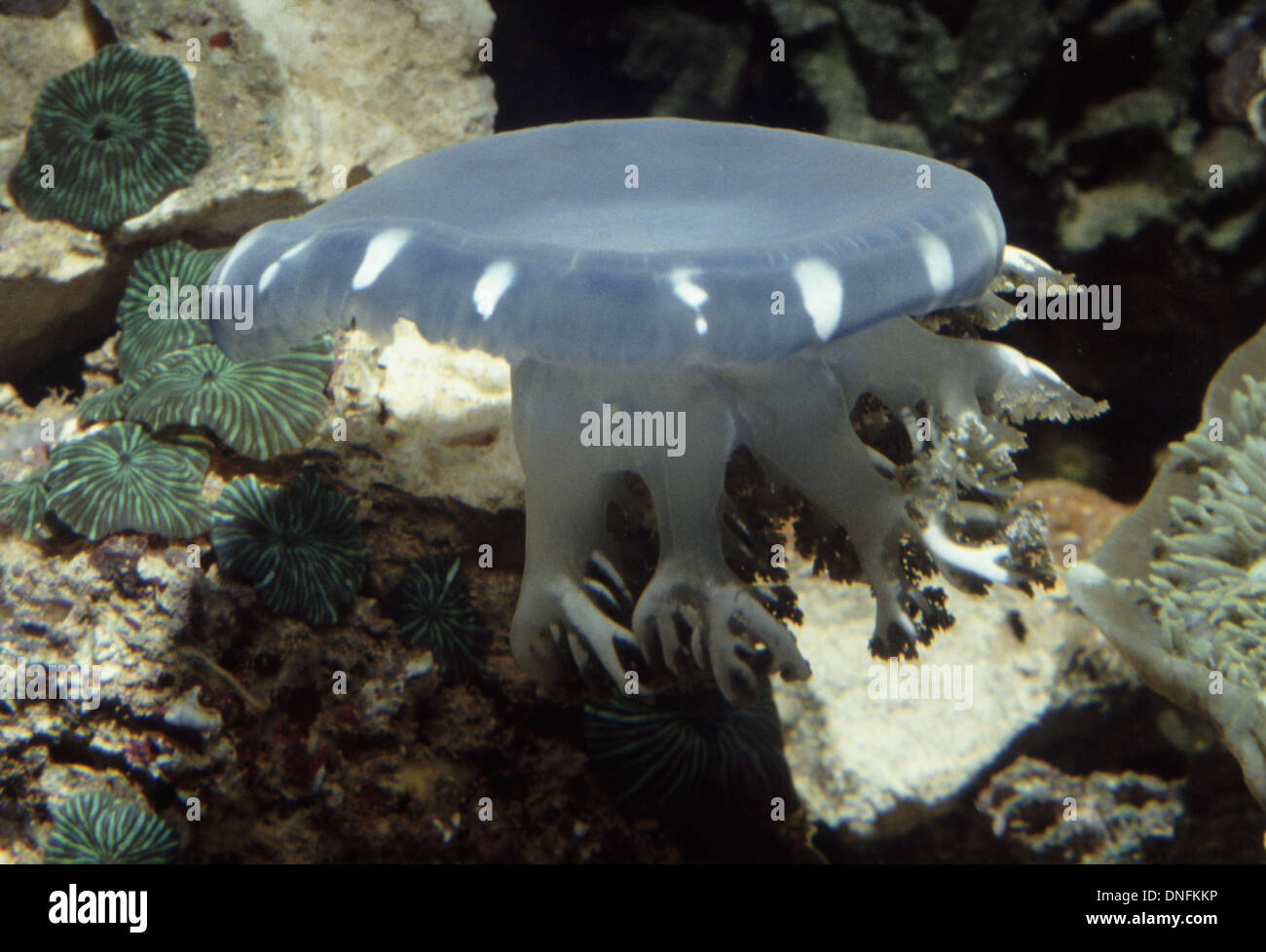 Upside down jellyfish (cassiopea sp) hi-res stock photography and ...