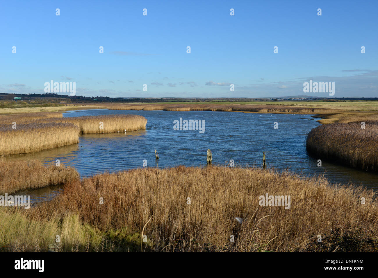Hampshire wildlife trust hi-res stock photography and images - Alamy
