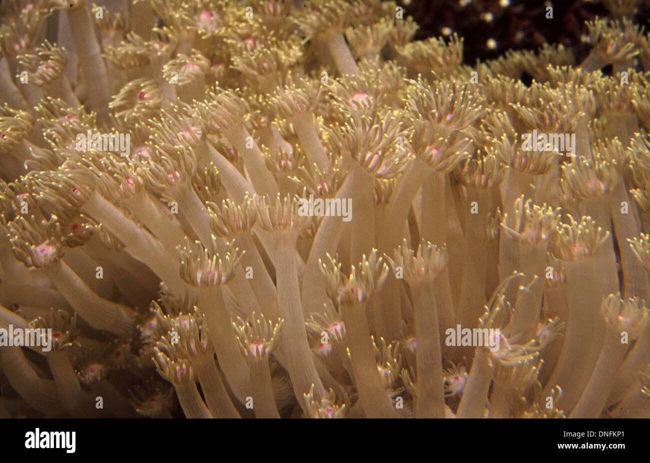 Detail of polyps of Flower pot coral (Goniopora sp Stock Photo - Alamy