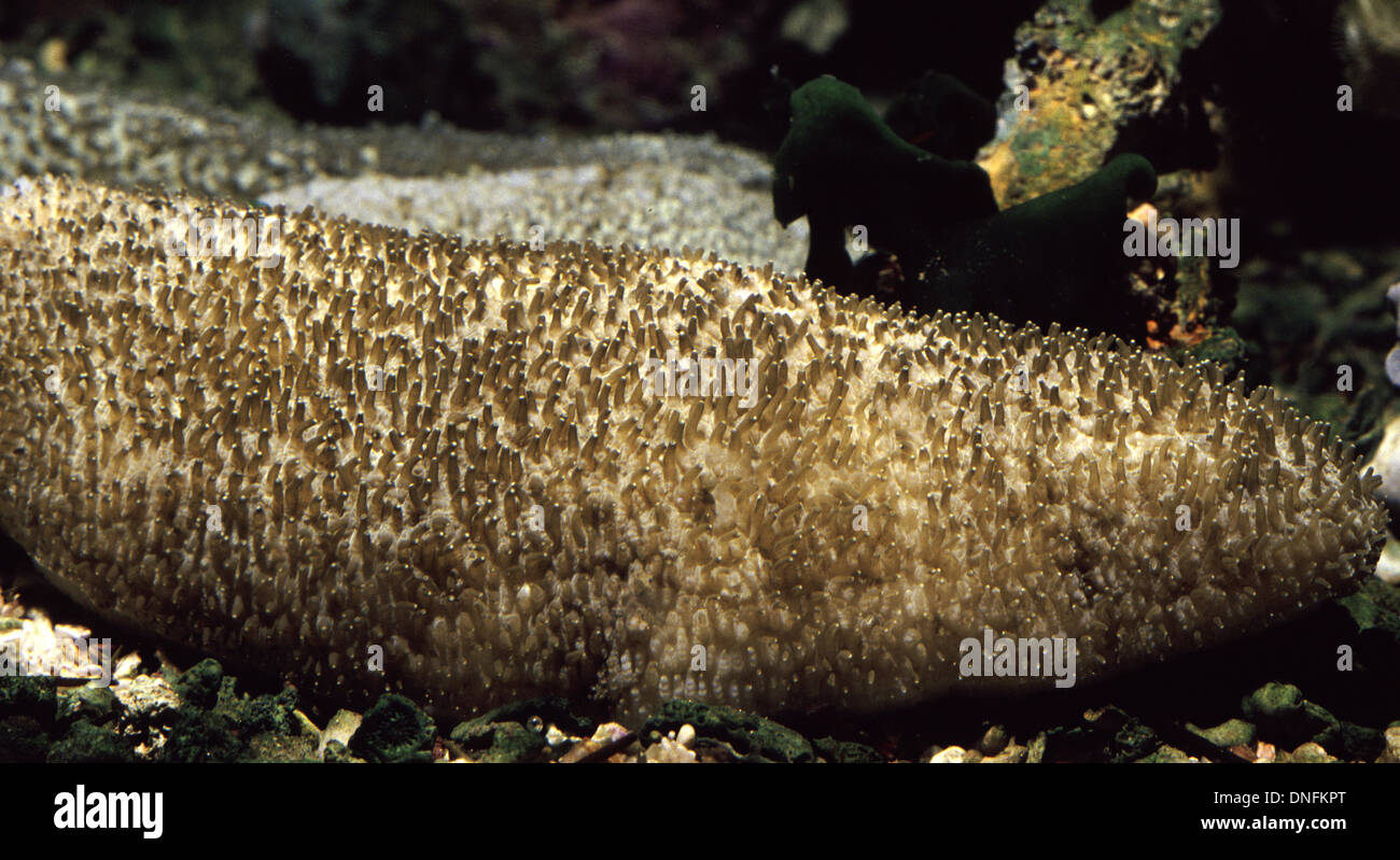 Talpina hi-res stock photography and images - Alamy