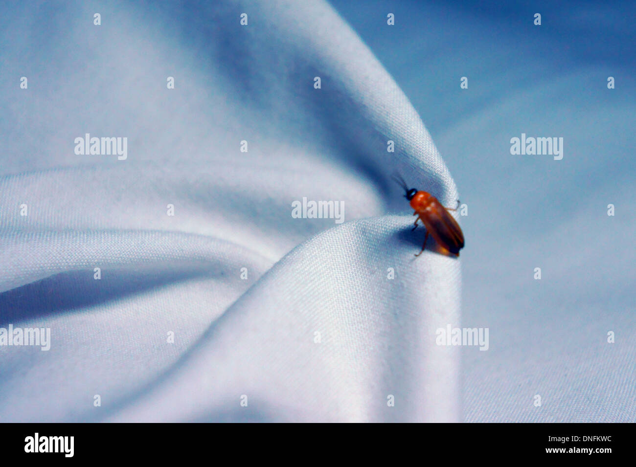 Fly firefly hi-res stock photography and images - Alamy