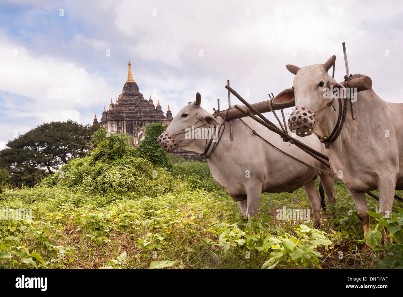 Fieldploughing hi-res stock photography and images - Alamy