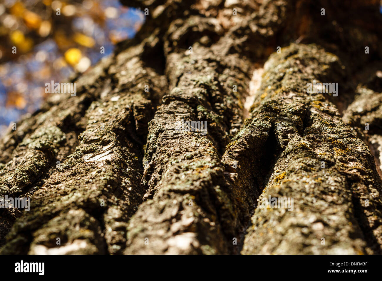 Tree bark photographed closeup autumn day in the park Stock Photo - Alamy