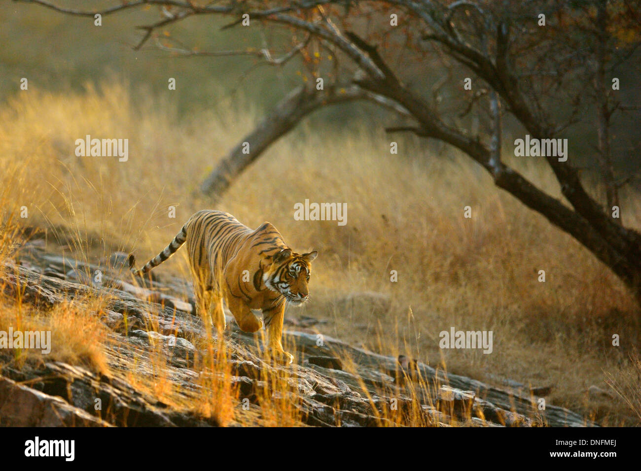 Stalking tiger hi-res stock photography and images - Alamy