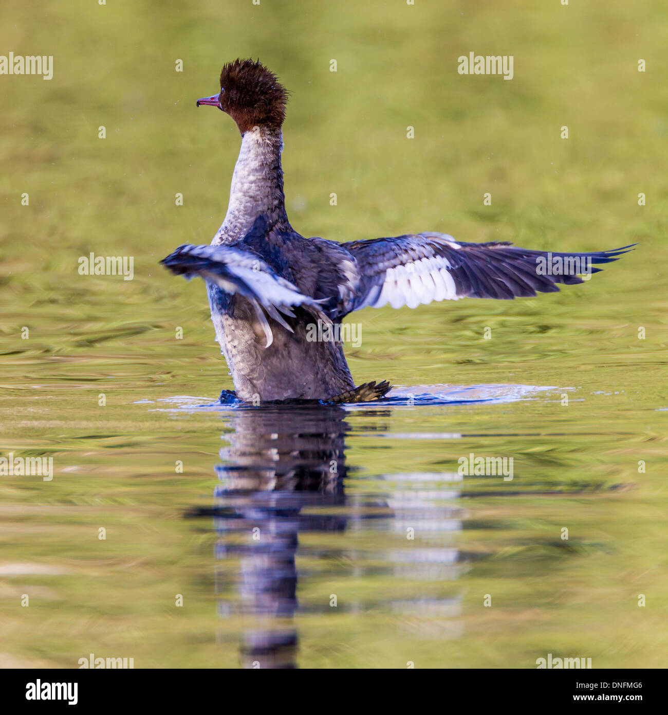 Goosanders hi-res stock photography and images - Alamy