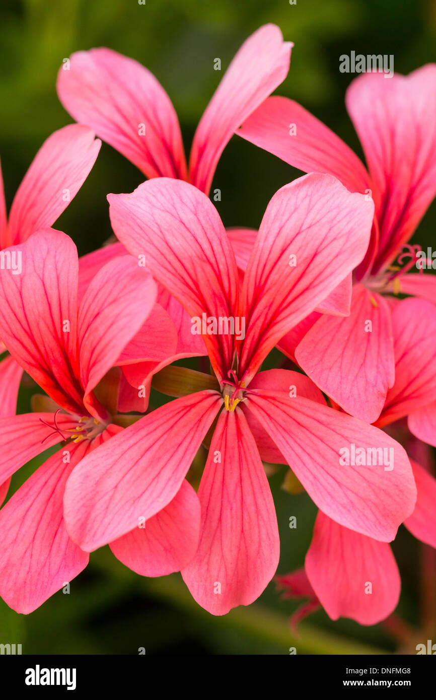 Pelargonium peltatum hi-res stock photography and images - Alamy