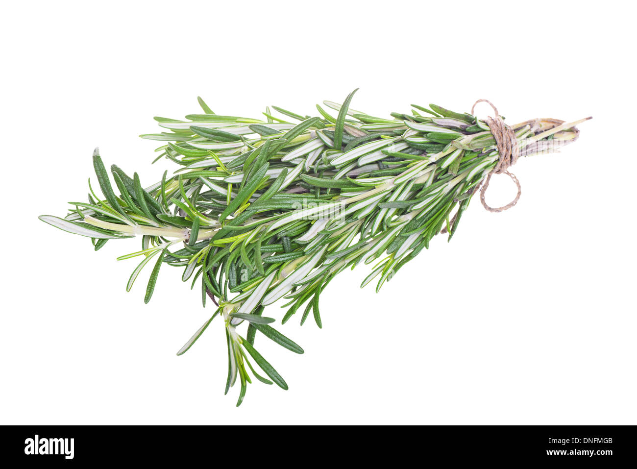 Rosmarinus officinalis rosemary fresh Cut Out Stock Images & Pictures ...