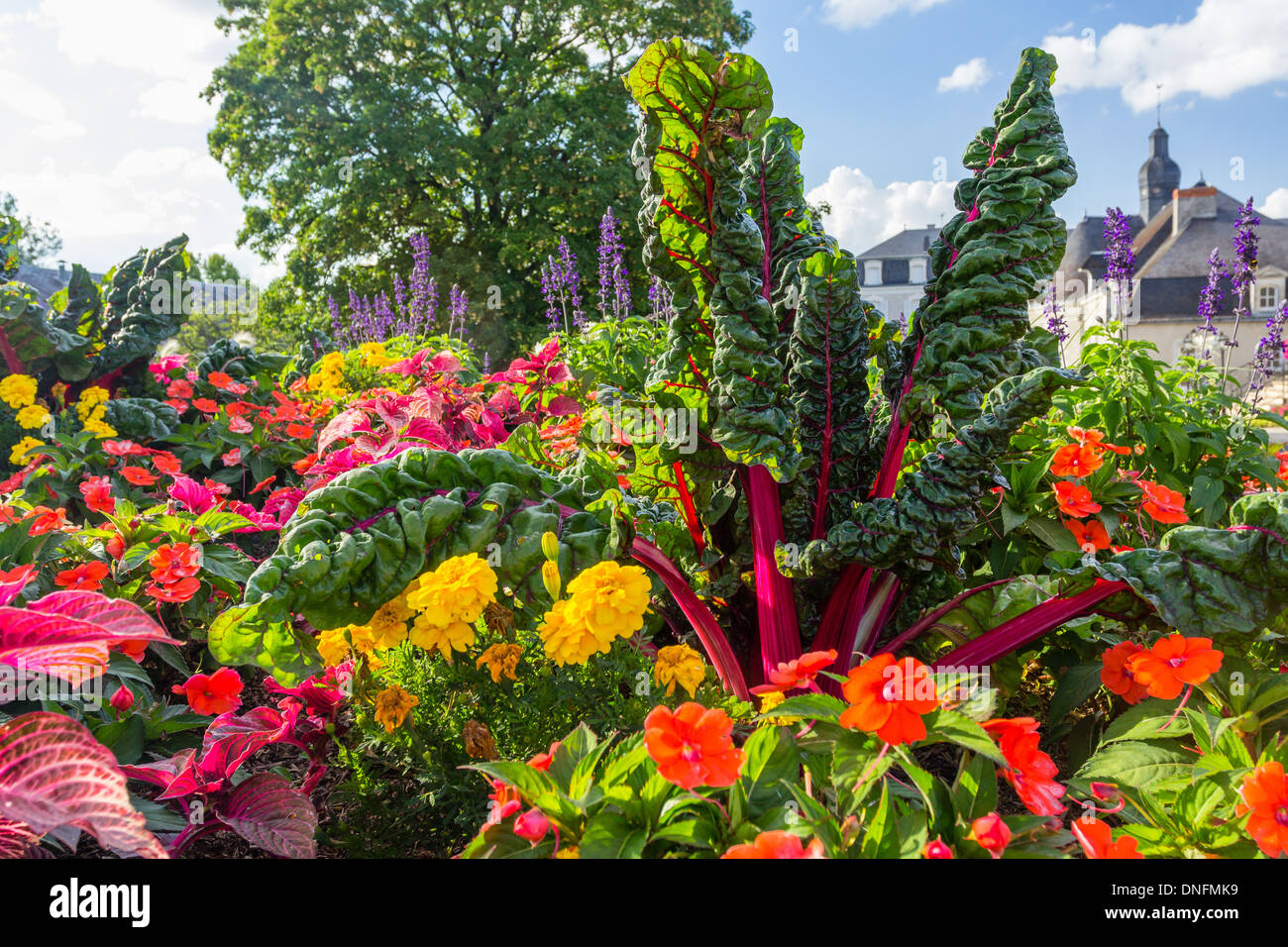 Red-stemmed chard, Beta vulgaris, and Impatiens in a flower bed ...