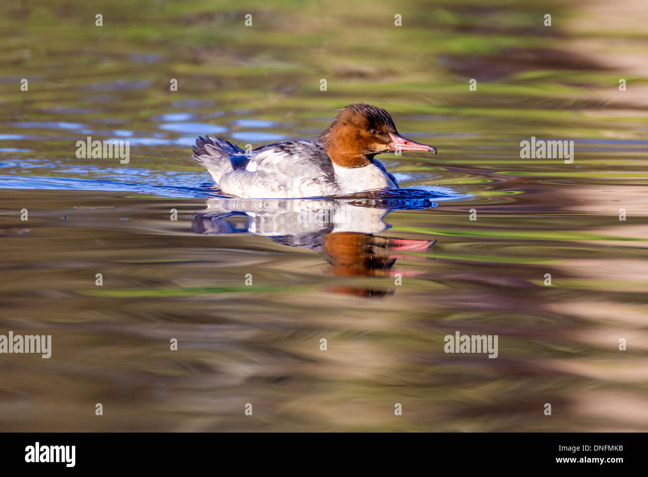 Goosanders hi-res stock photography and images - Alamy
