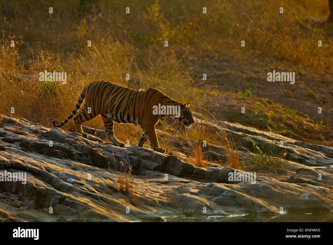 Backlit tiger in the open forests of Ranthambore Stock Photo - Alamy