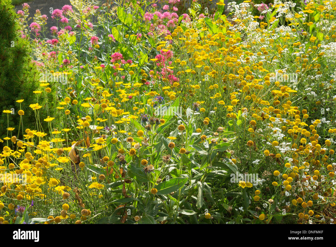 corn marigold or corn daisy, Glebionis segetum (syn. Chrysanthemum ...