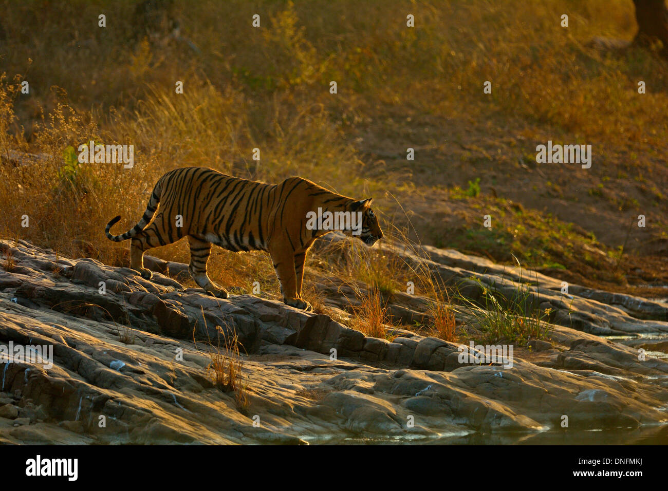 Backlit tiger in the open forests of Ranthambore Stock Photo - Alamy