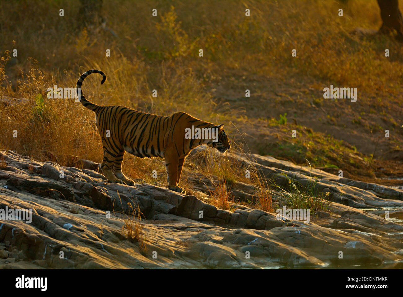 Backlit tiger in the open forests of Ranthambore Stock Photo - Alamy