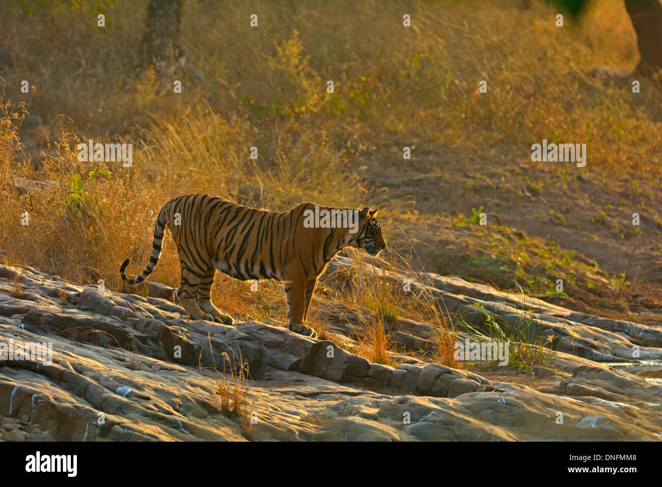 Backlit tiger in the open forests of Ranthambore Stock Photo - Alamy