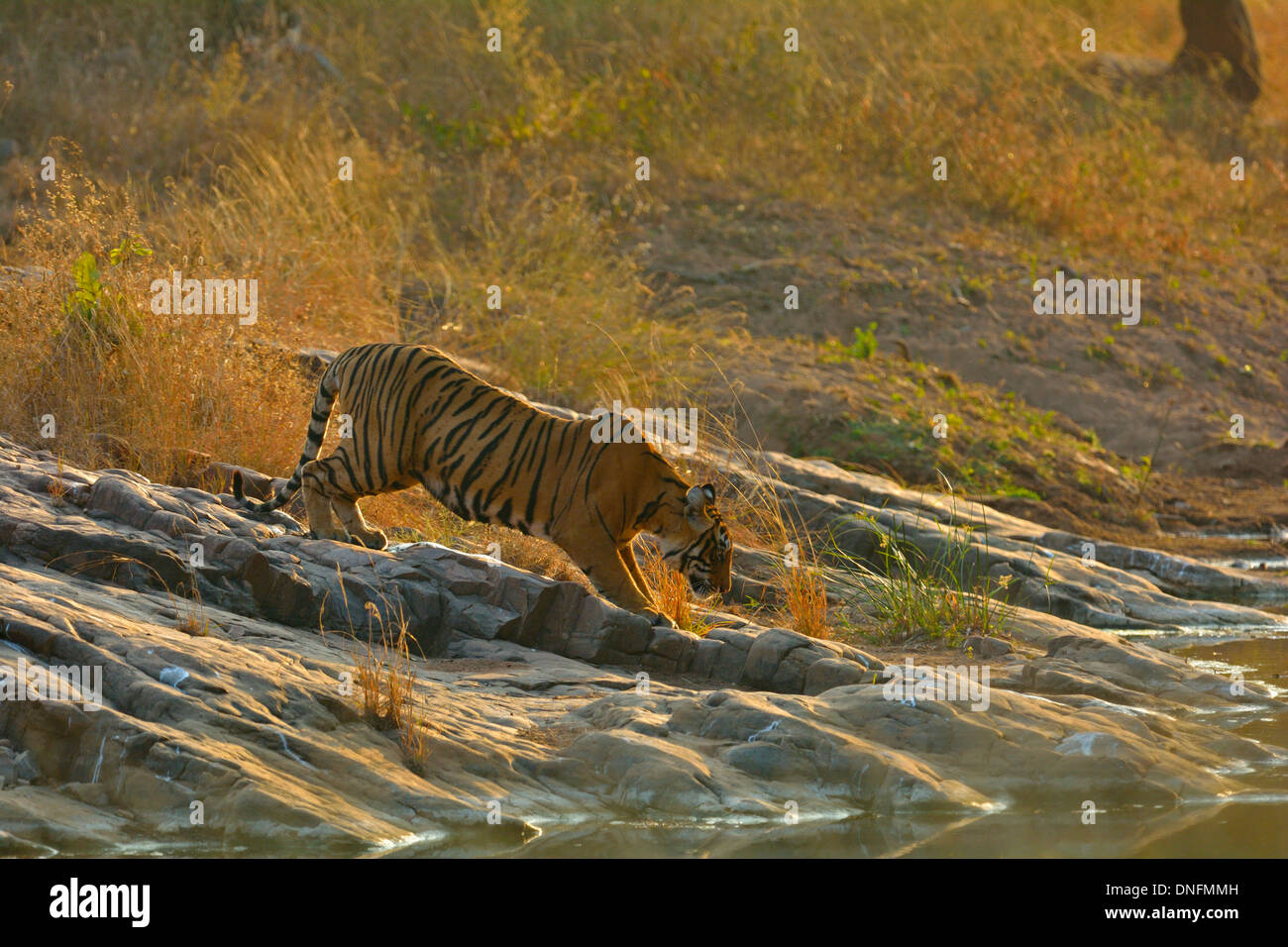 Tiger Near A Water Hole High Resolution Stock Photography and Images ...