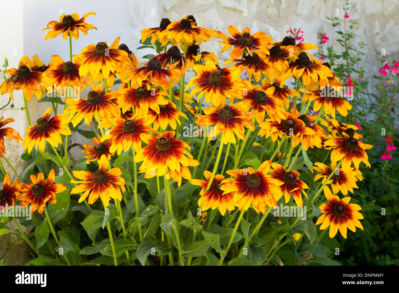 Rudbeckia hirta or black-eyed Susan Stock Photo - Alamy
