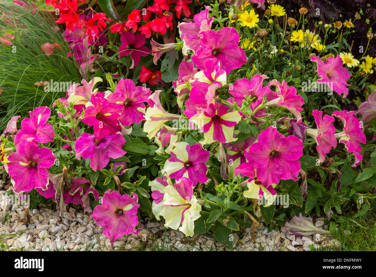 Petunia Sophistica Lime Bicolor High Resolution Stock Photography and ...