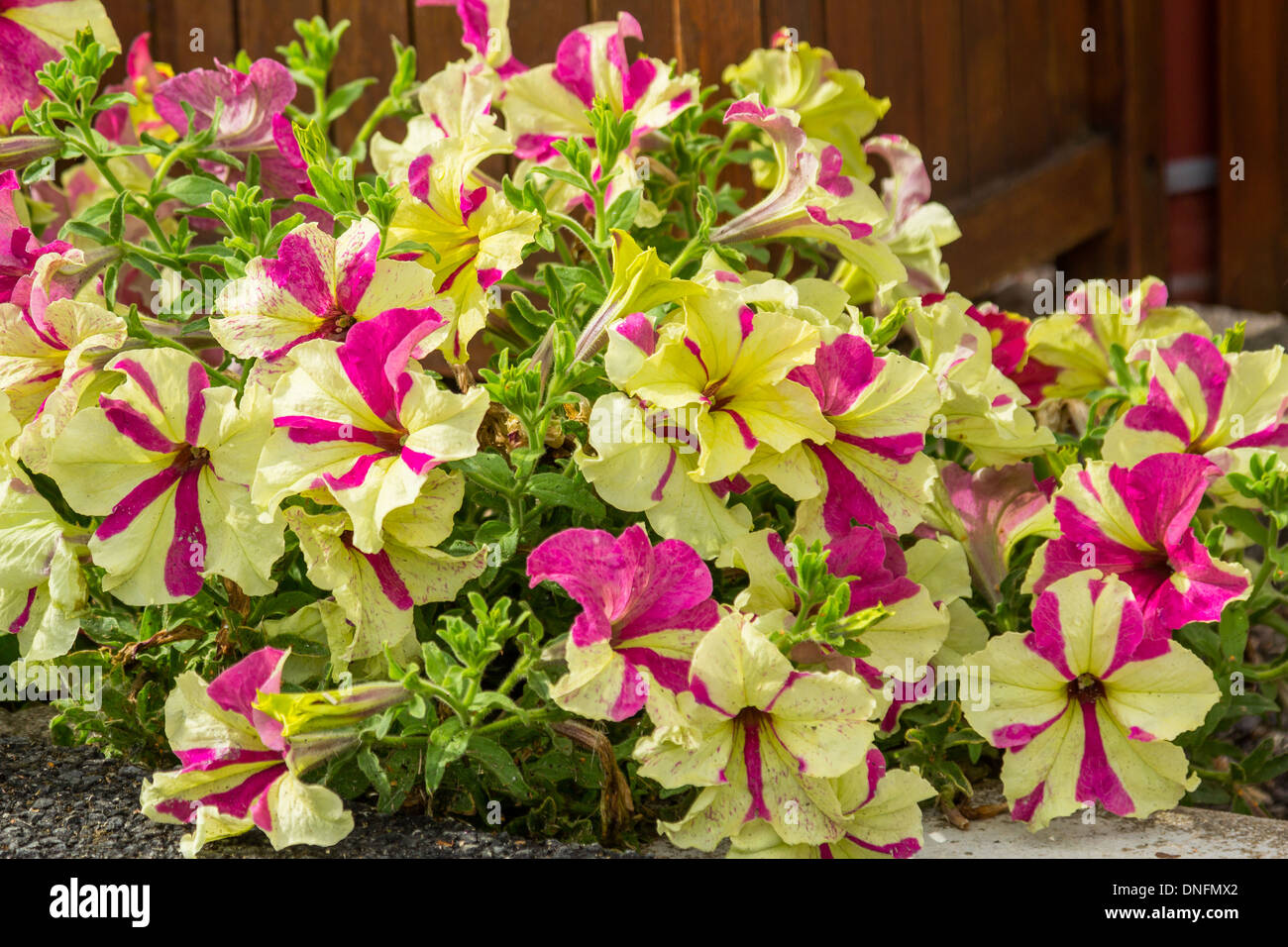 Petunia sophistica lime bicolor hi-res stock photography and images - Alamy