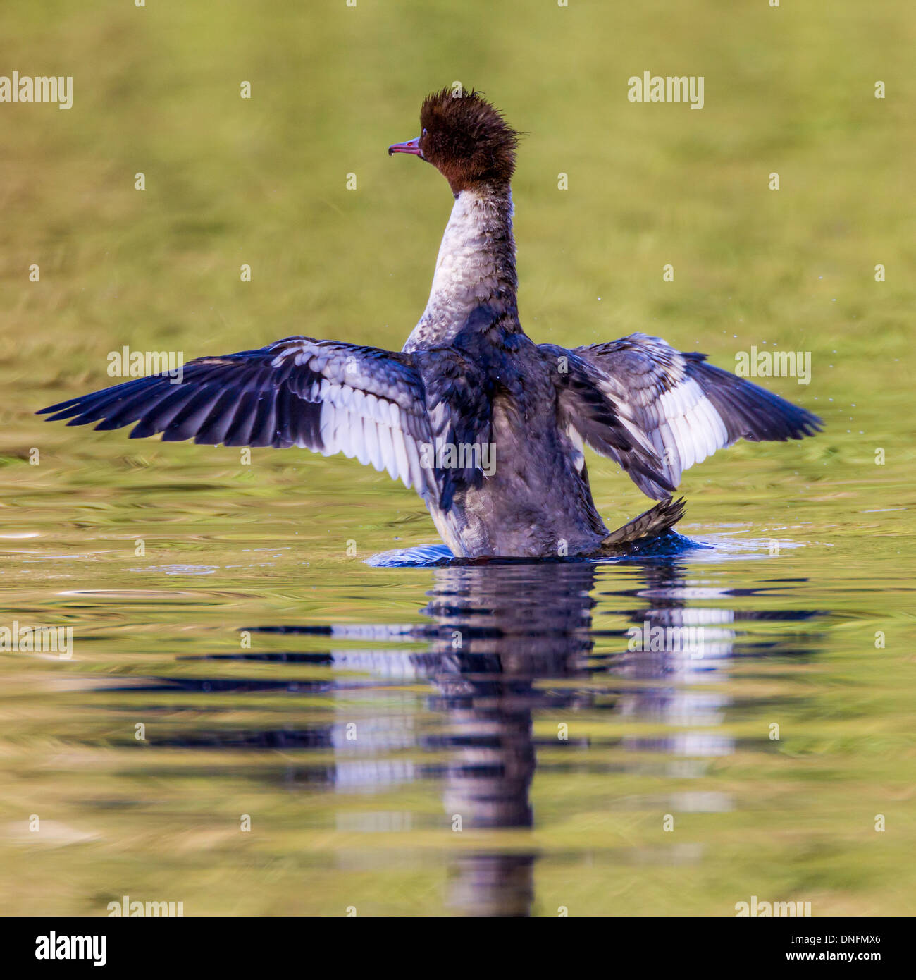 Goosanders hi-res stock photography and images - Alamy