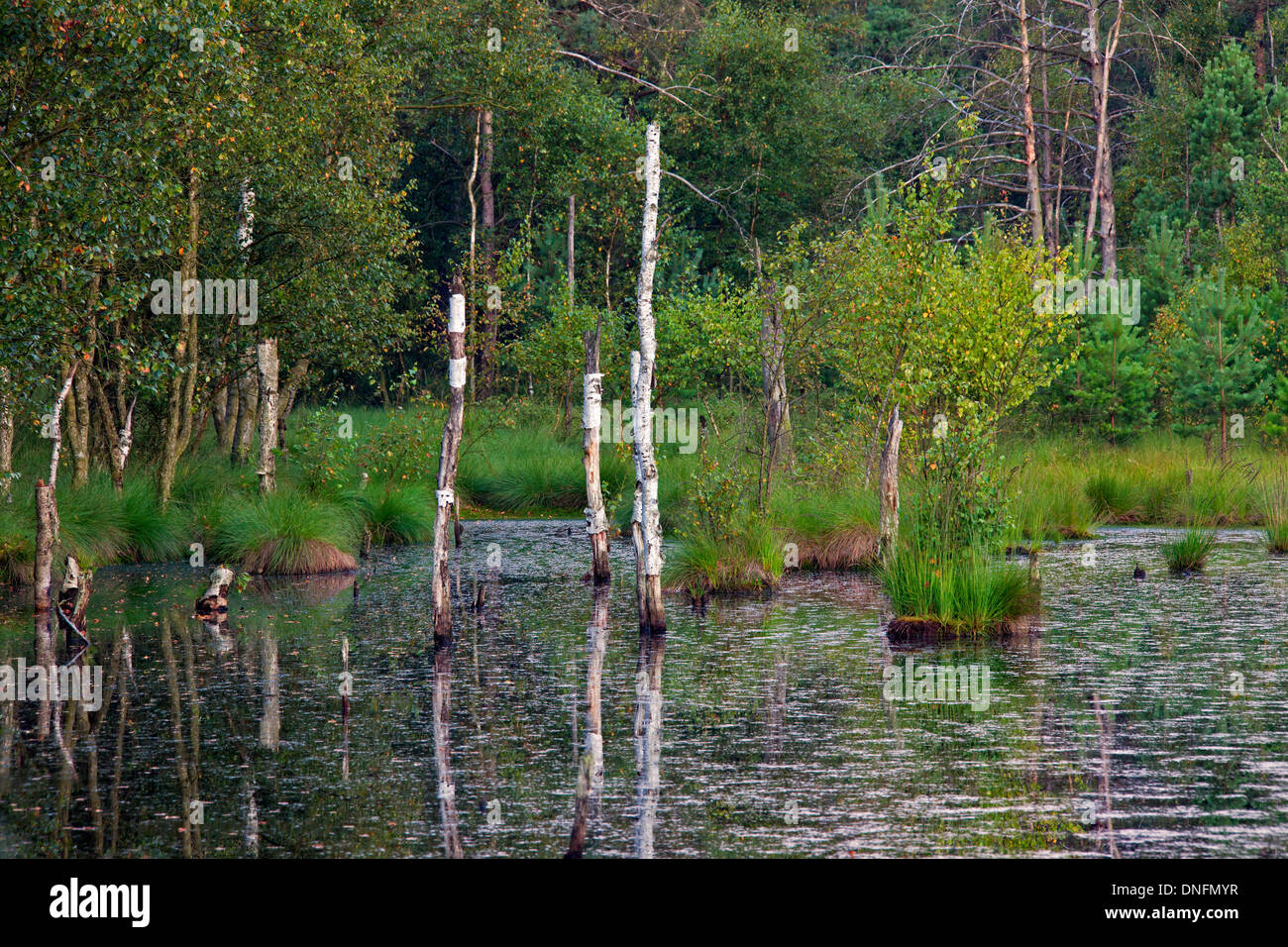 Peat bog pietzmoor in hi-res stock photography and images - Alamy