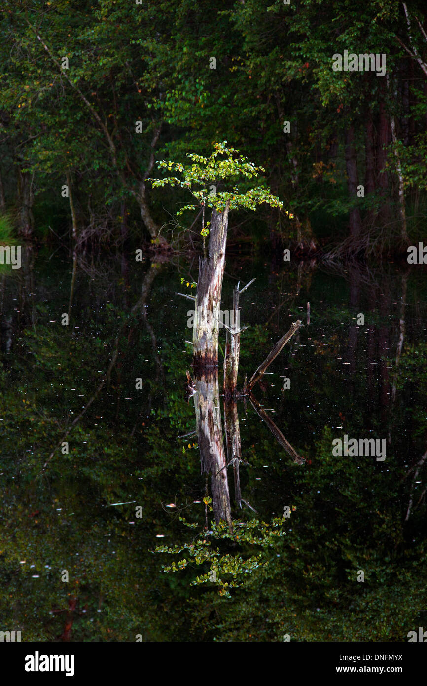 New shoot growing from tree stump in swamp, Pietzmoor / Pietz Bog ...