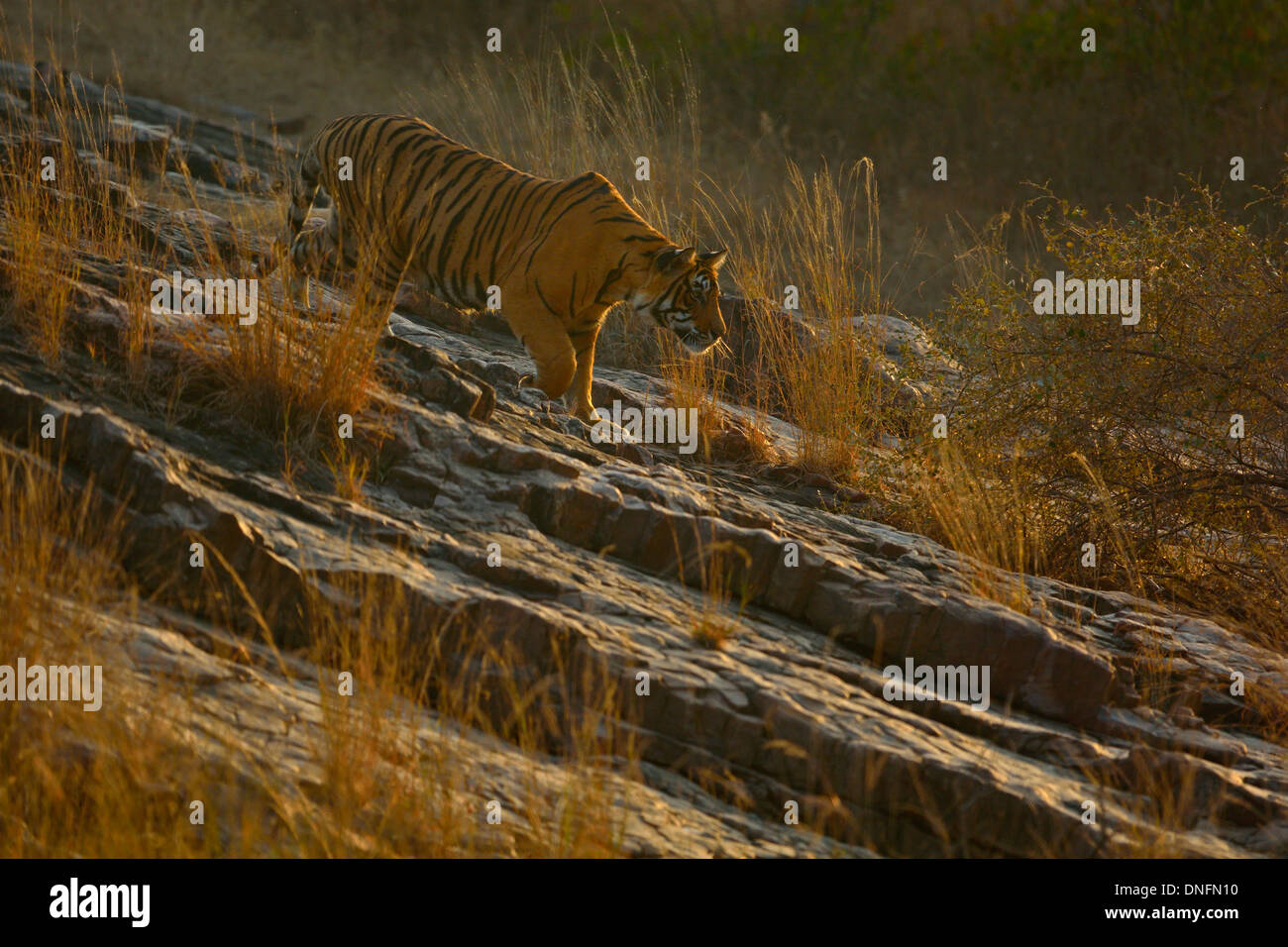 Tiger hunting in indian jungle hi-res stock photography and images - Alamy