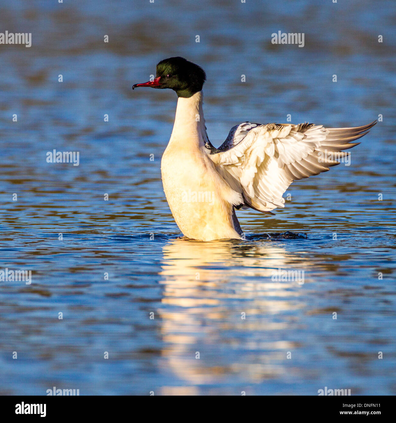 Goosanders Mergus merganser (Anatidae Stock Photo - Alamy
