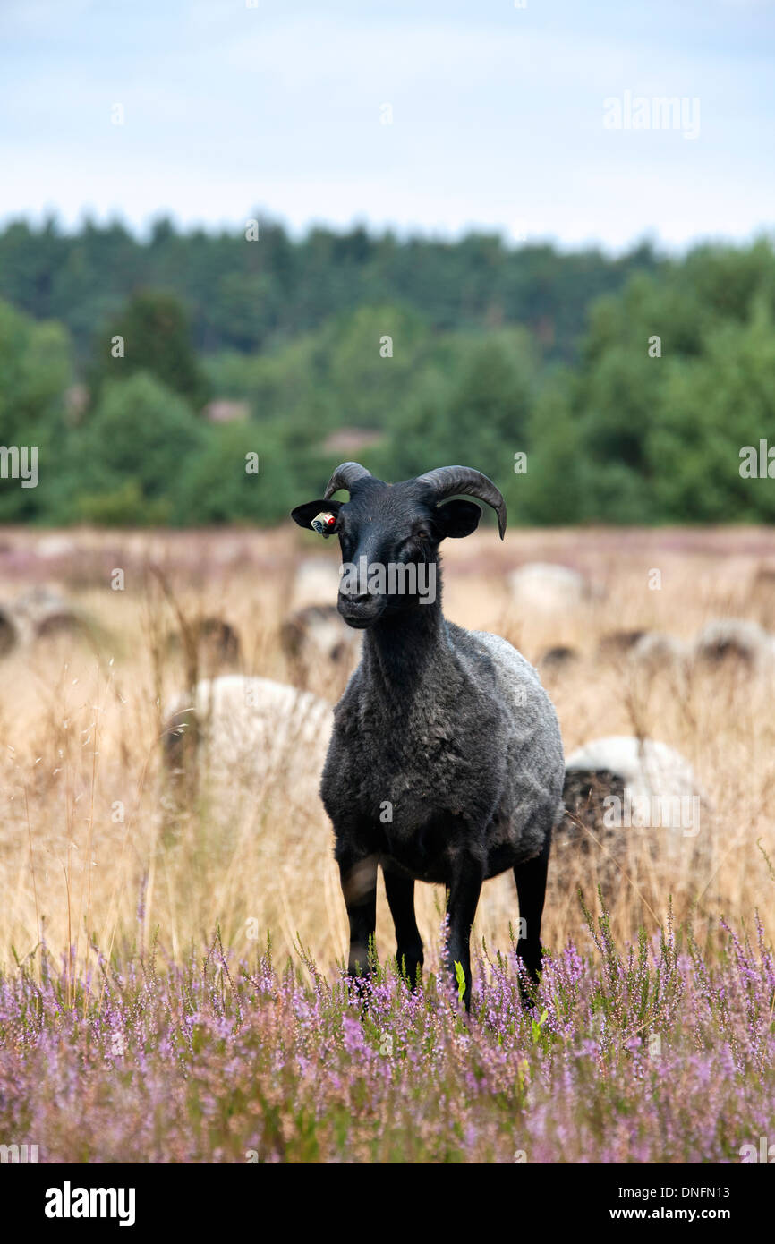 Heidschnucke ewe, breed of moorland sheep at the Lüneburg Heath ...