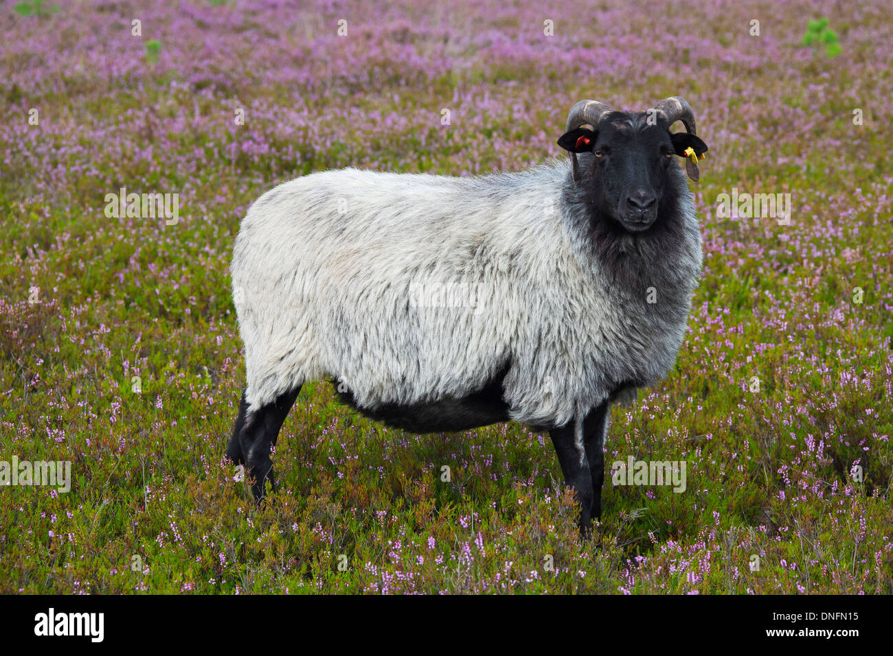 Heidschnucke ewe, breed of moorland sheep at the Lüneburg Heath ...