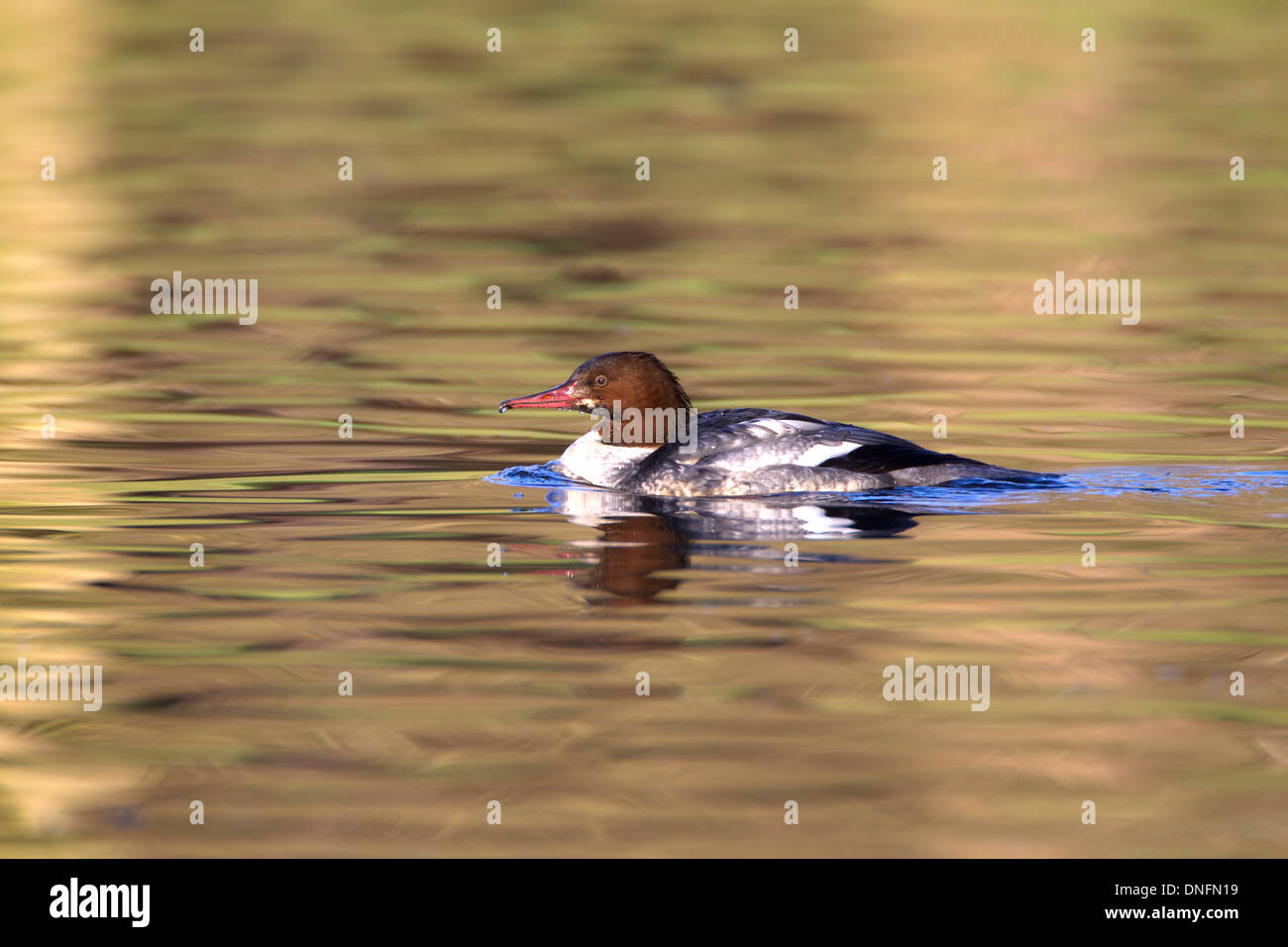 Female goosanders hi-res stock photography and images - Alamy