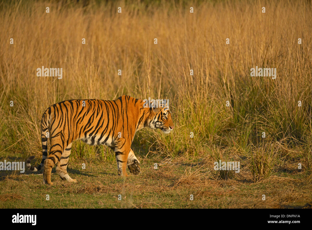 Wild tiger in a forest habitat in Ranthambore national park Stock Photo ...