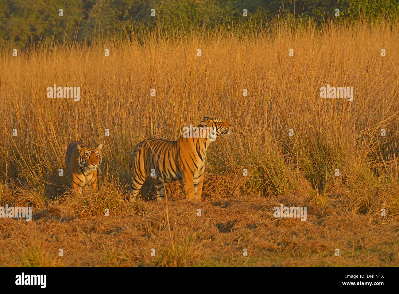 Mating pair bengal tigers hi-res stock photography and images - Alamy